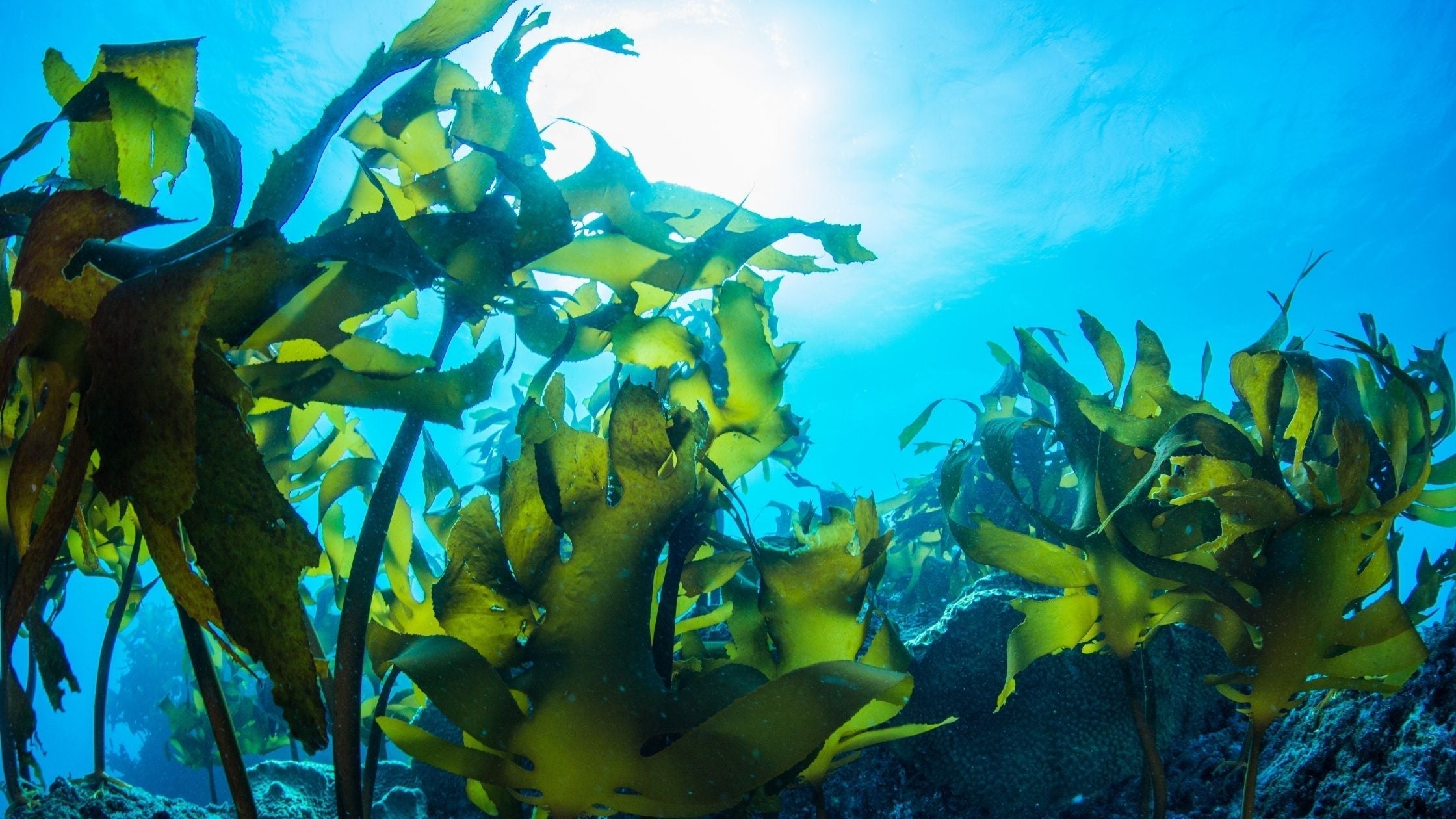 The Science of Fucoidan: Why This Seaweed Extract is a Must-Have for Y ...